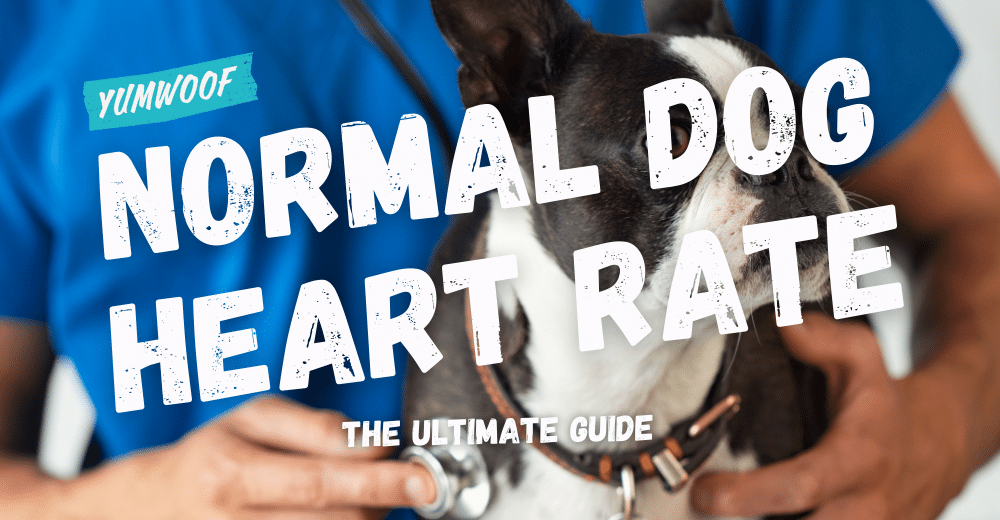What’s a Normal Dog Heart Rate? How to Check If It’s Too Fast – Yumwoof ...